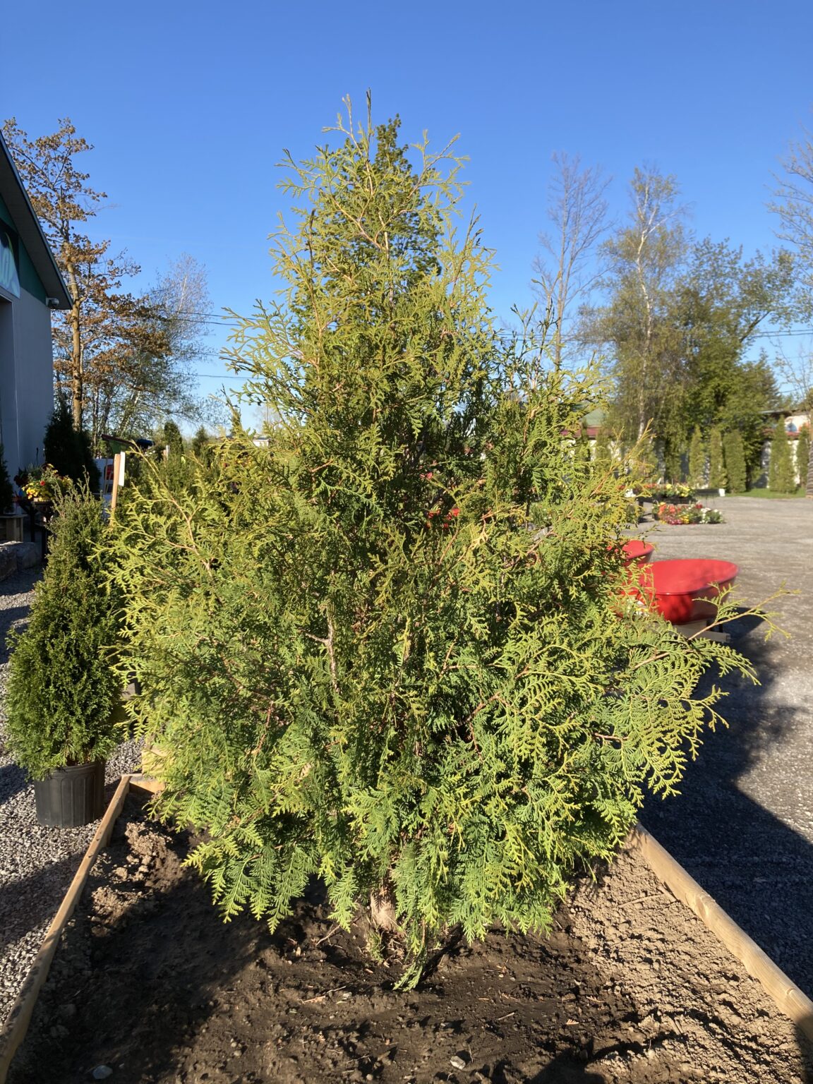 Cèdres - Pépinière Gravel